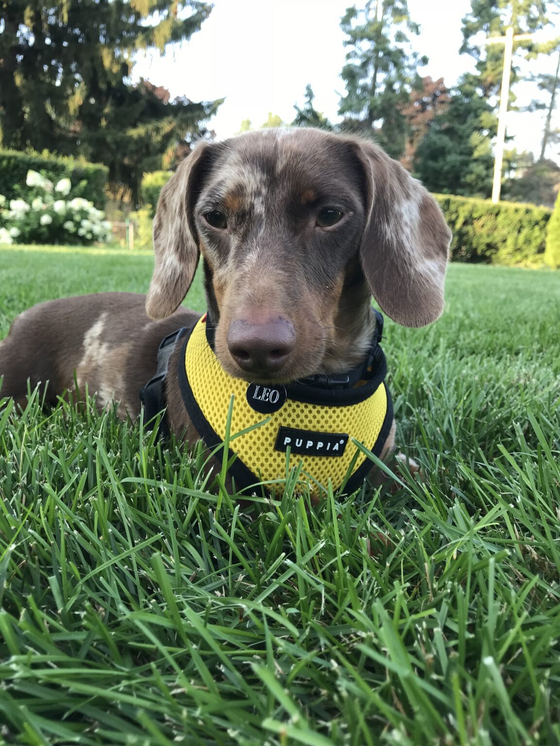 Mini Dachshund Puppies for Sale - Keystone Puppies