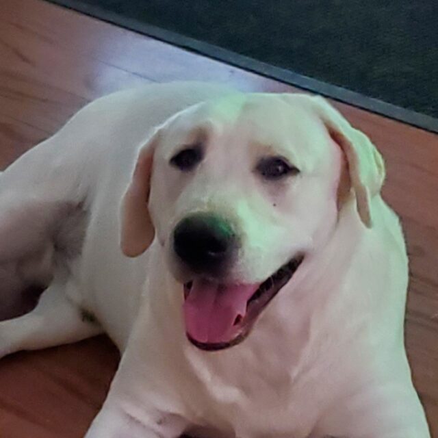 English Cream Lab Puppies for Sale - Keystone Puppies