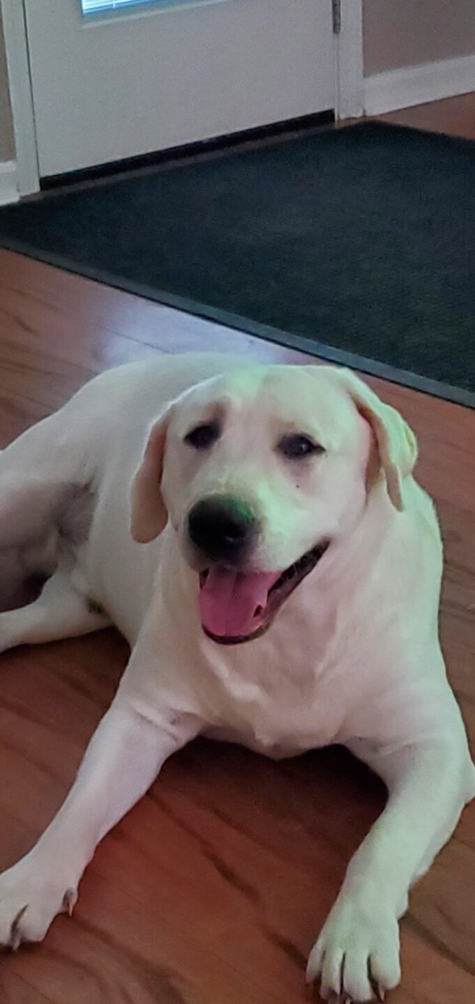 English Cream Lab Puppies for Sale - Keystone Puppies