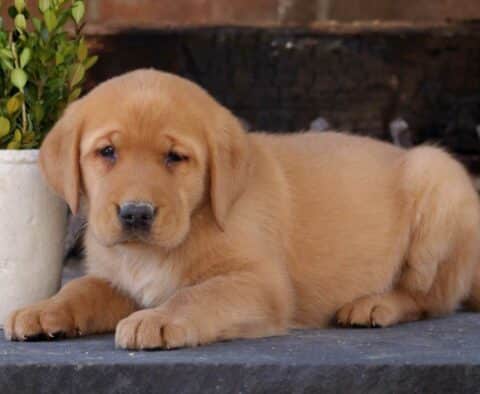 Puppy Finder: Find & Buy a Dog today by using our Petfinder