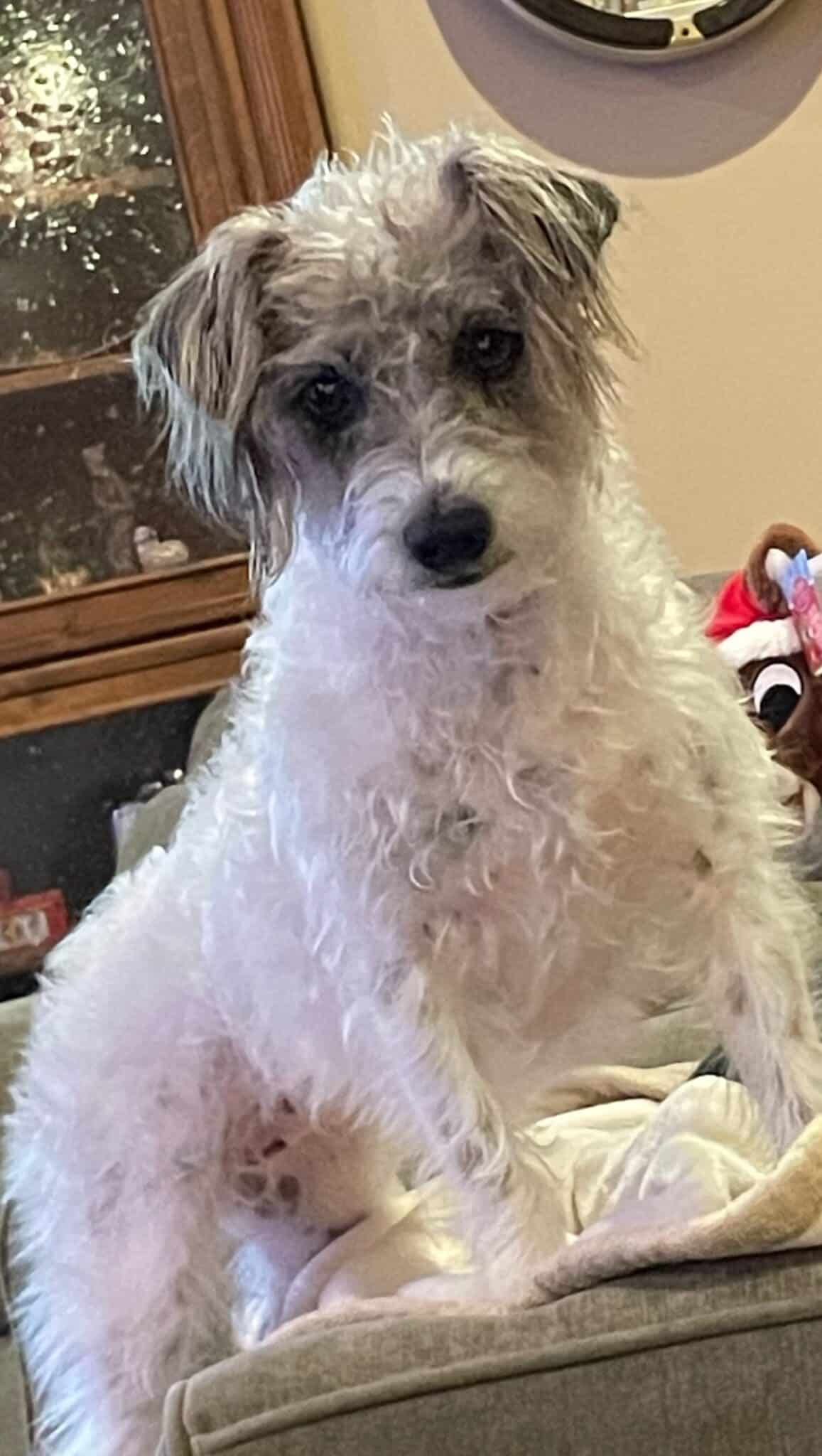 Jackapoo Puppies for Sale - Keystone Puppies