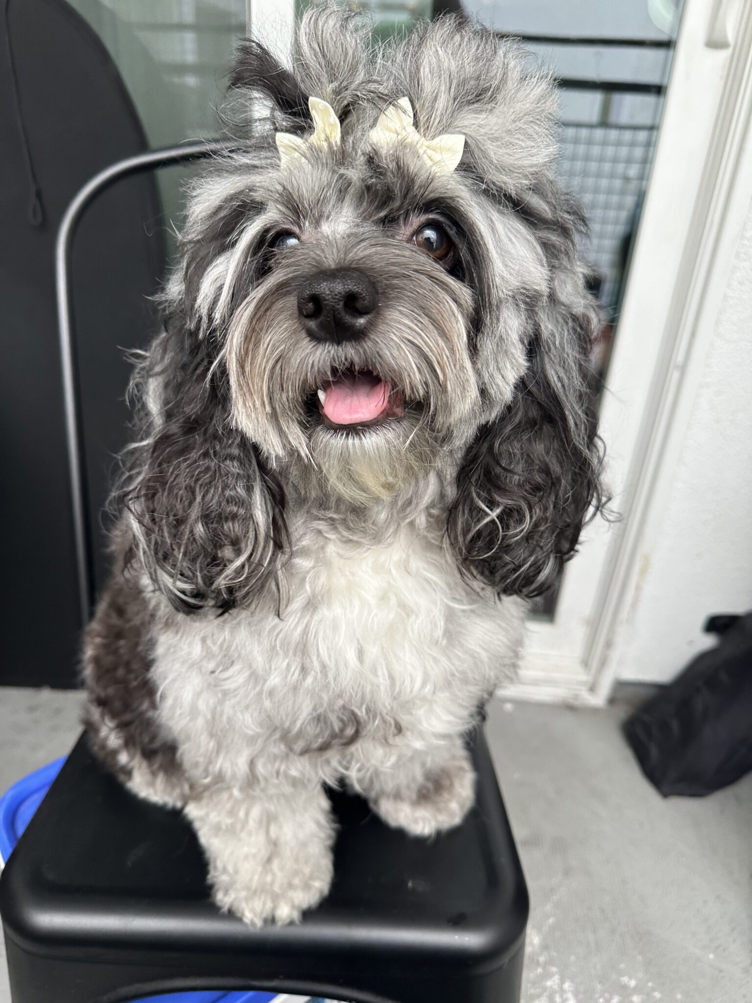 Cockapoo Puppies for Sale - Keystone Puppies