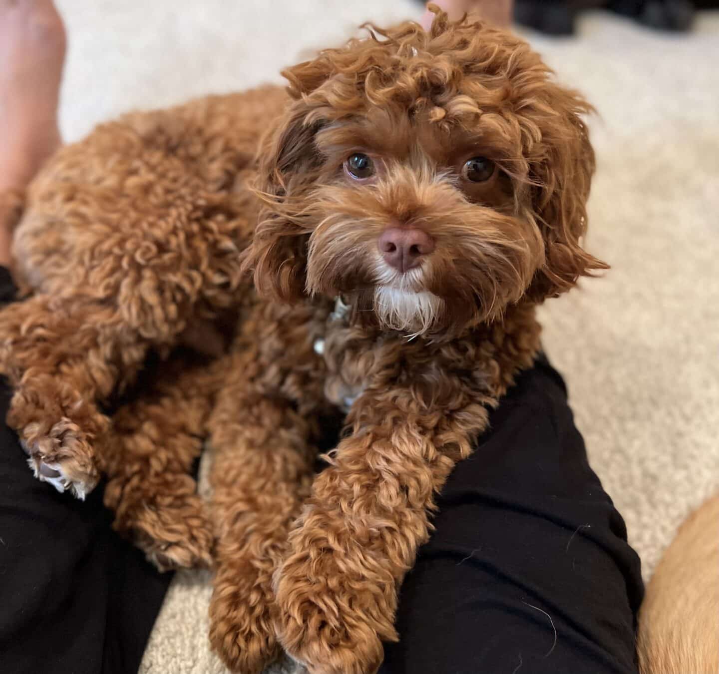 Cavapoo Puppies for Sale - Keystone Puppies