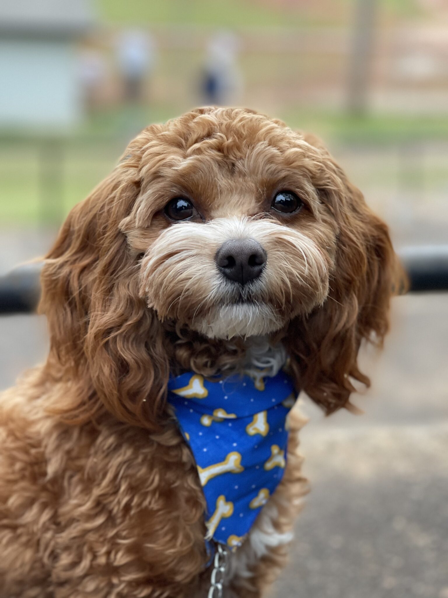 Cavapoo Puppies for Sale - Keystone Puppies