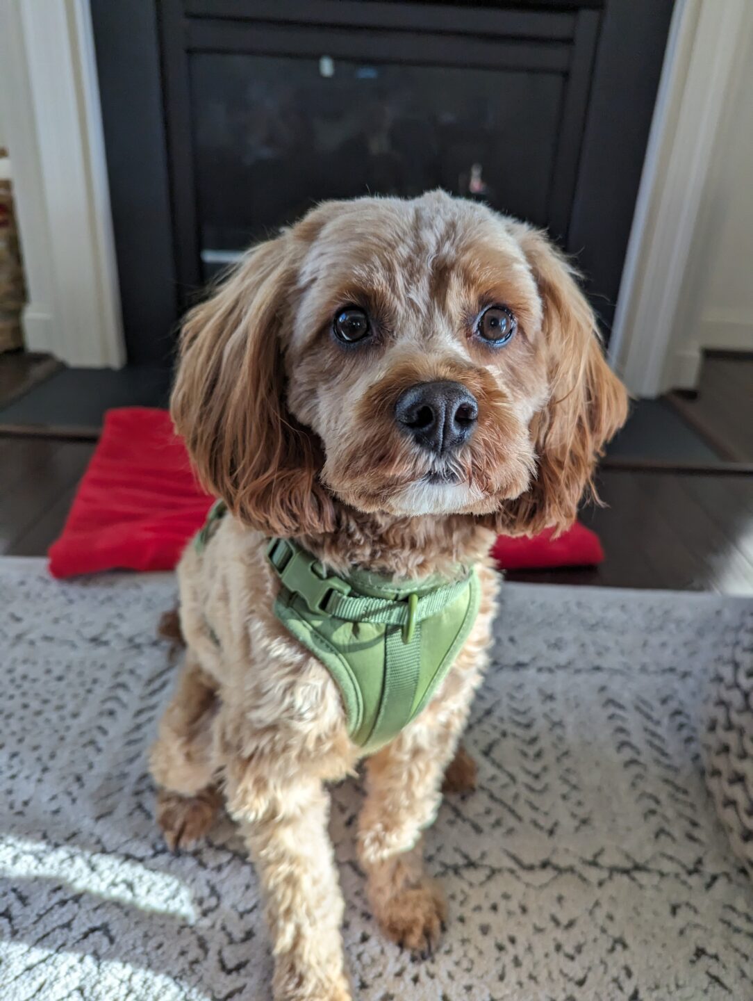 Cavapoo Puppies for Sale - Keystone Puppies