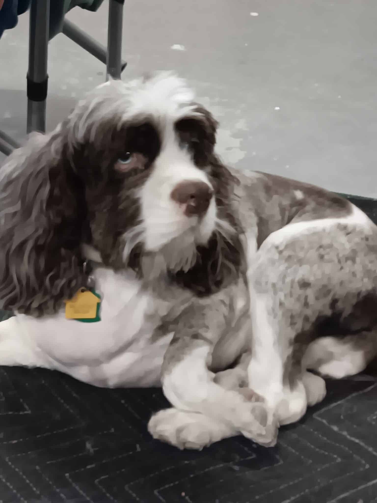 Cocker Spaniel Puppies for Sale - Keystone Puppies