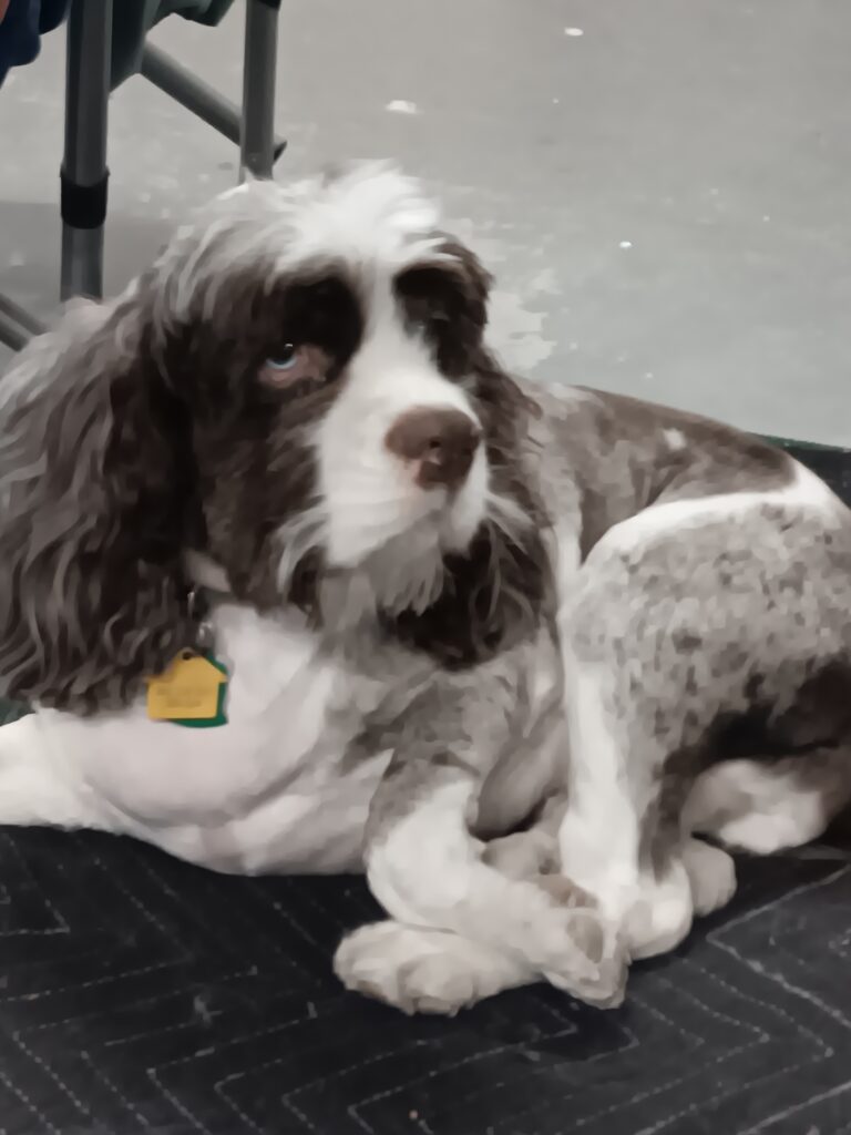 Cocker Spaniel Puppies for Sale - Keystone Puppies