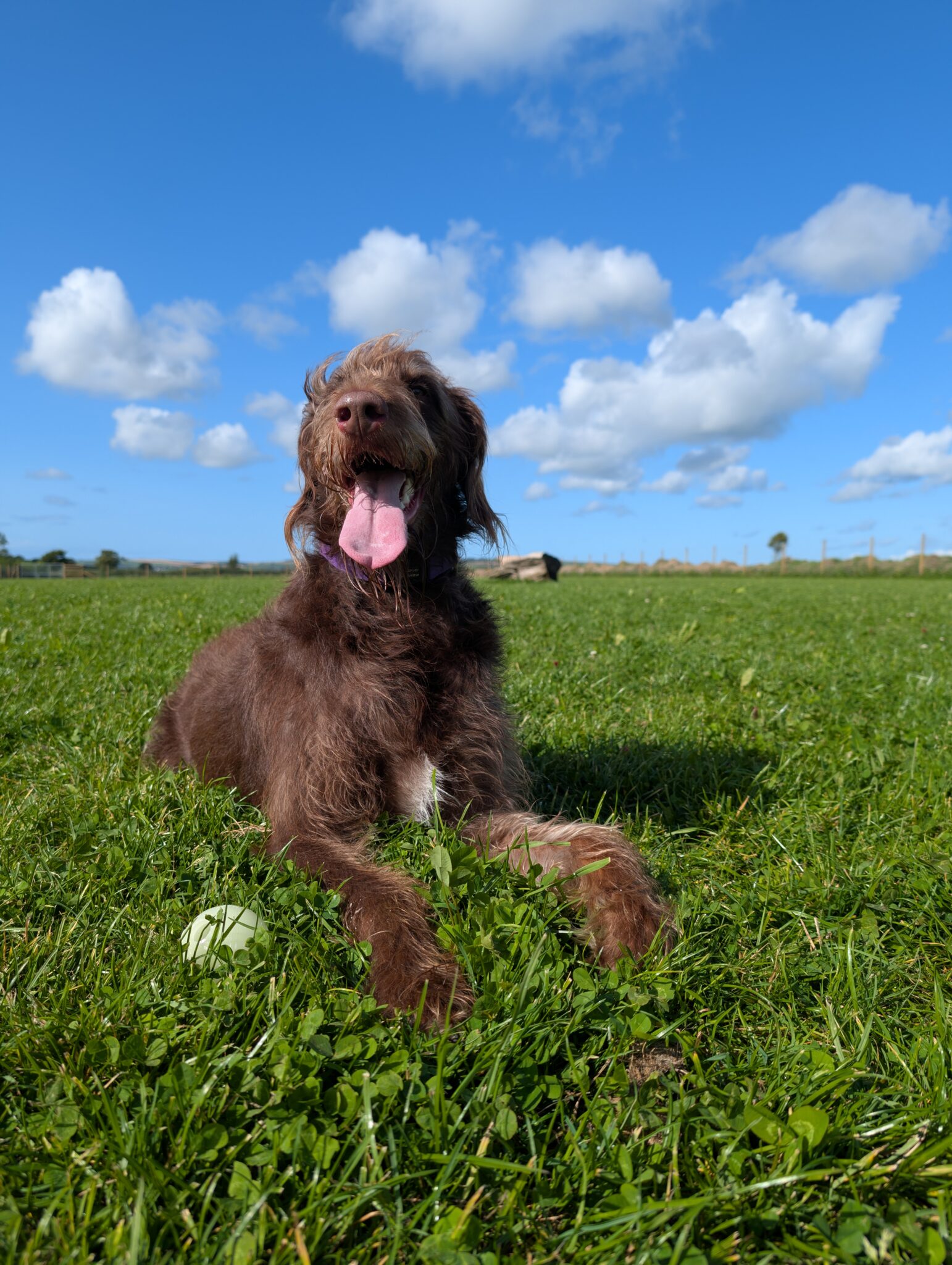Doodleman Pinscher Puppies For Sale | Keystone Puppies