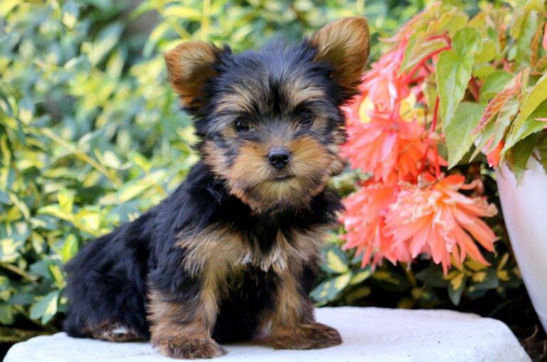 Yorkie Mix Puppies for Sale - Keystone Puppies