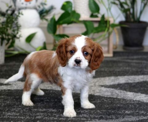 Get a Puppy Today! View Cute New Puppies for Sale | Keystone Puppies
