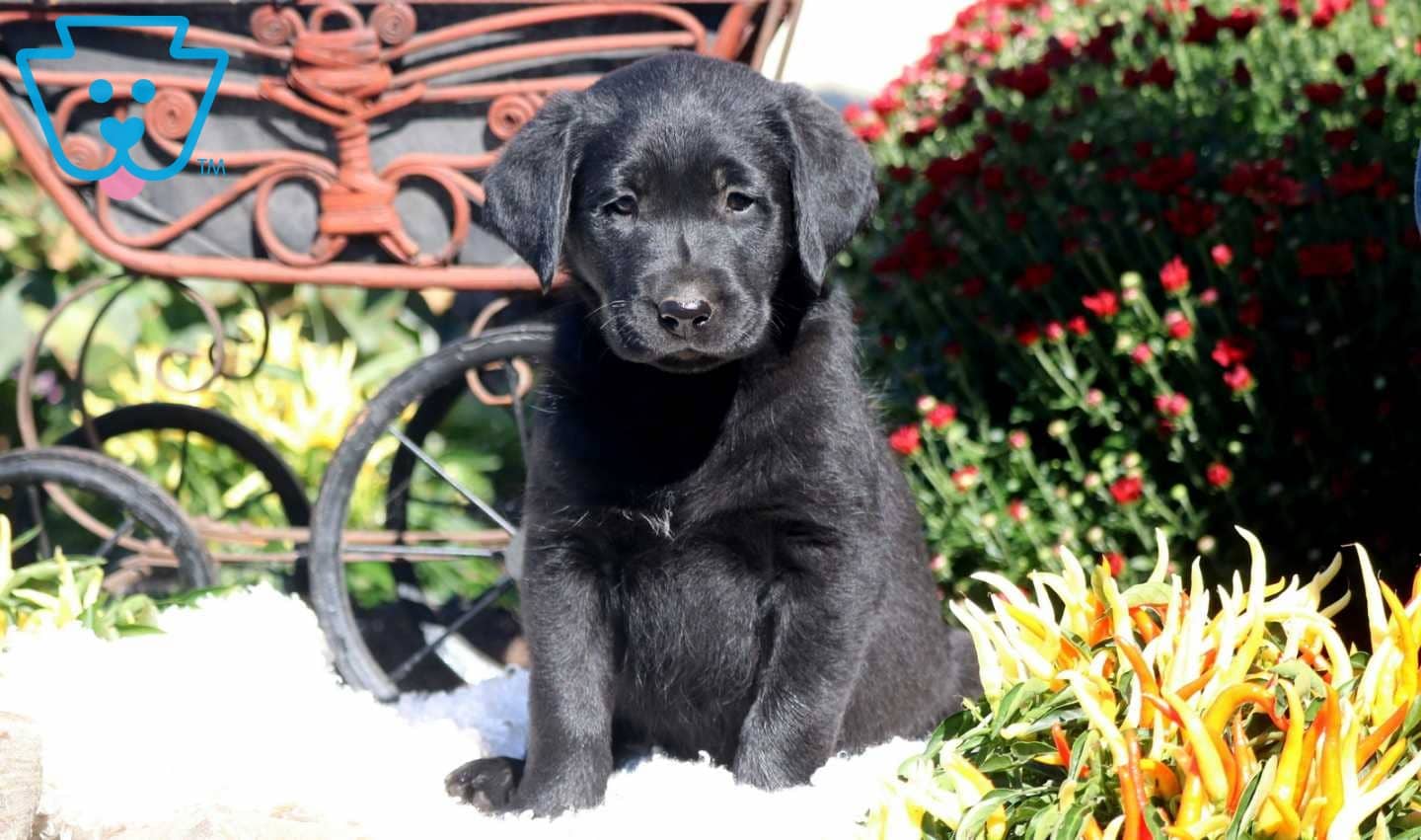 Black Lab With Blue Eyes