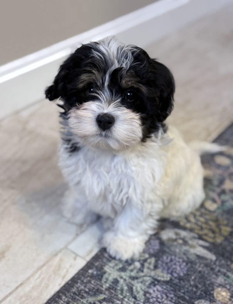 Havapoo Puppies for Sale - Keystone Puppies