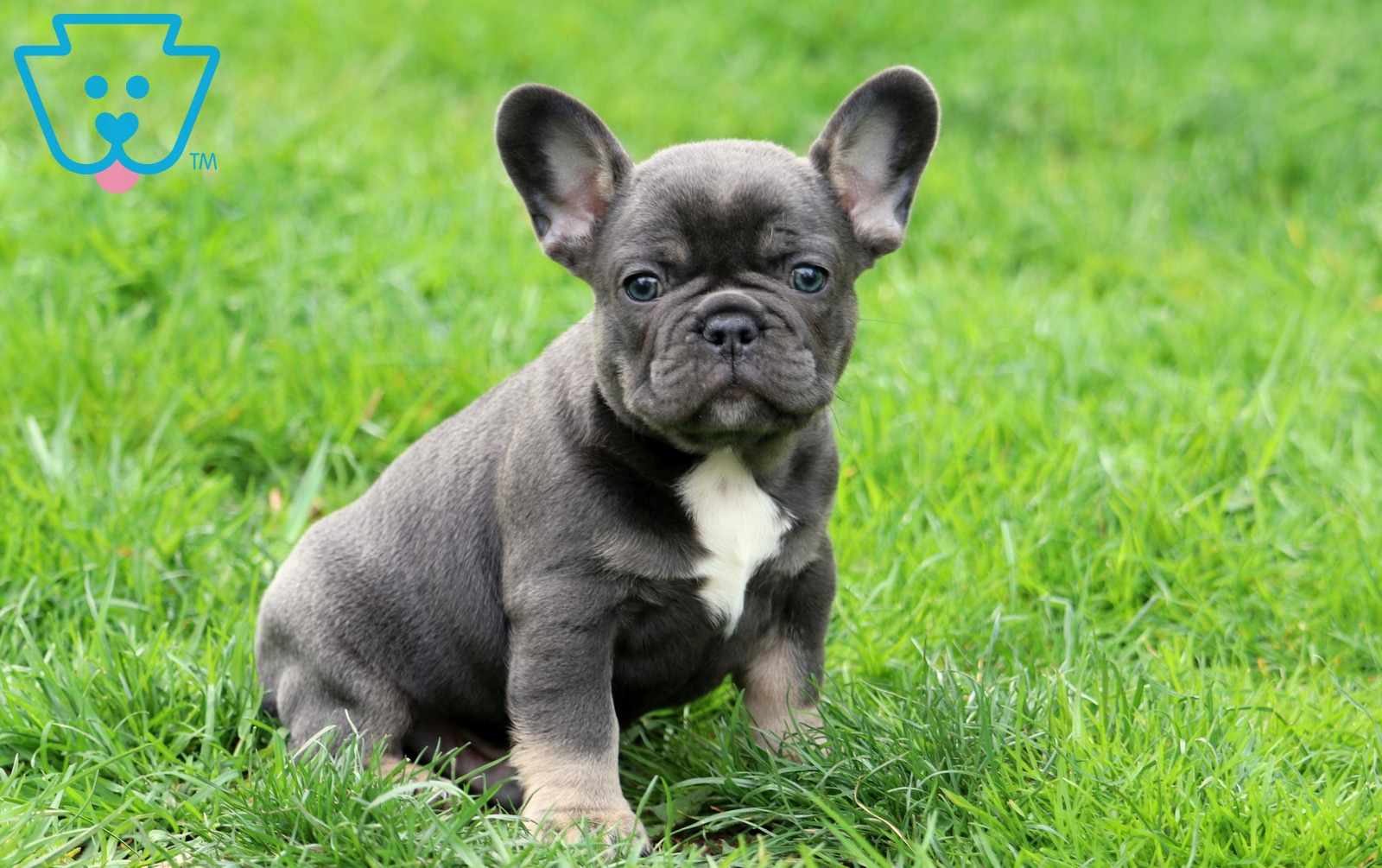 Puppies for Sale Near Me - Oakland | Keystone Puppies