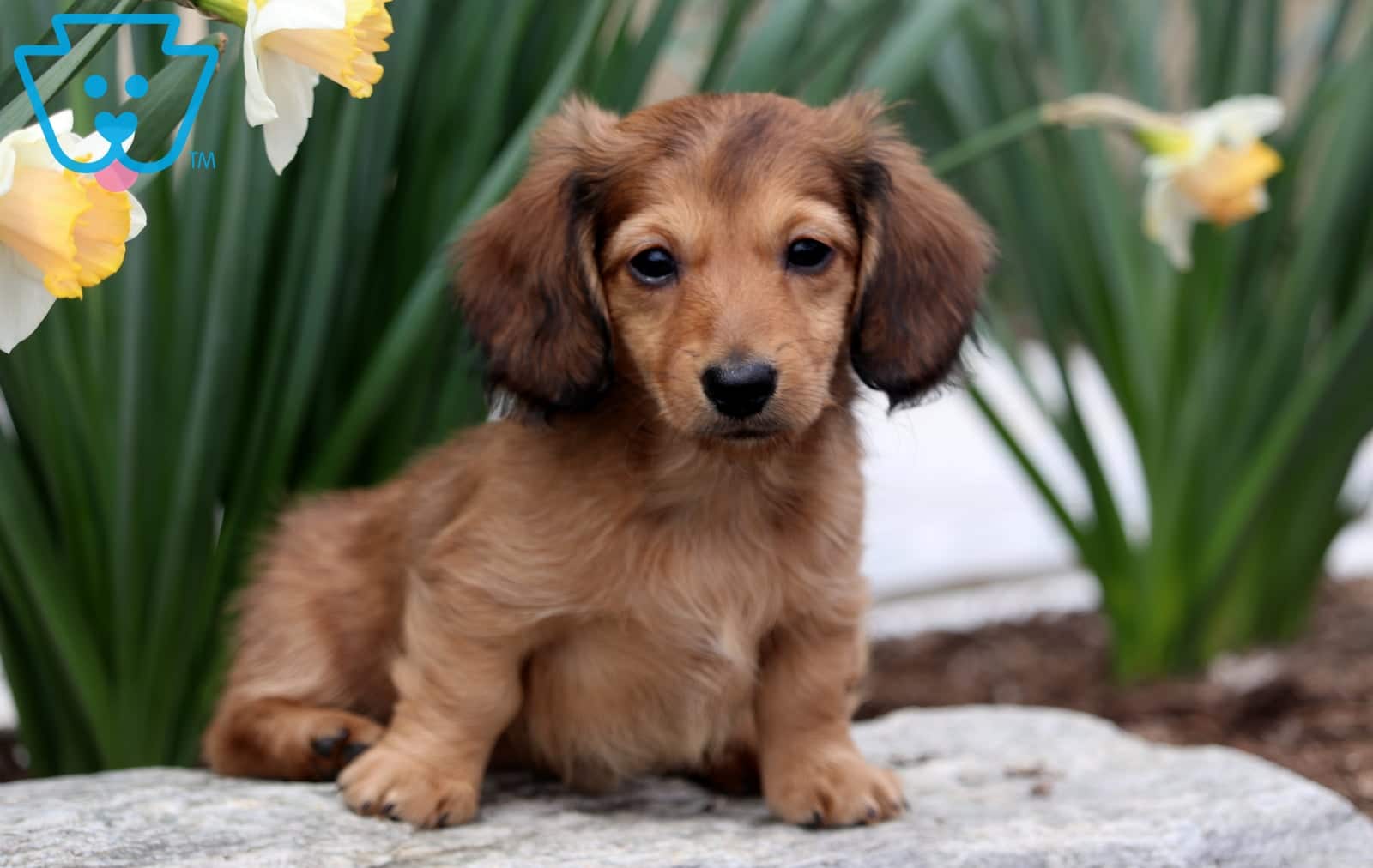 Puppies for Sale Near Me - Santa Ana, CA | Keystone Puppies