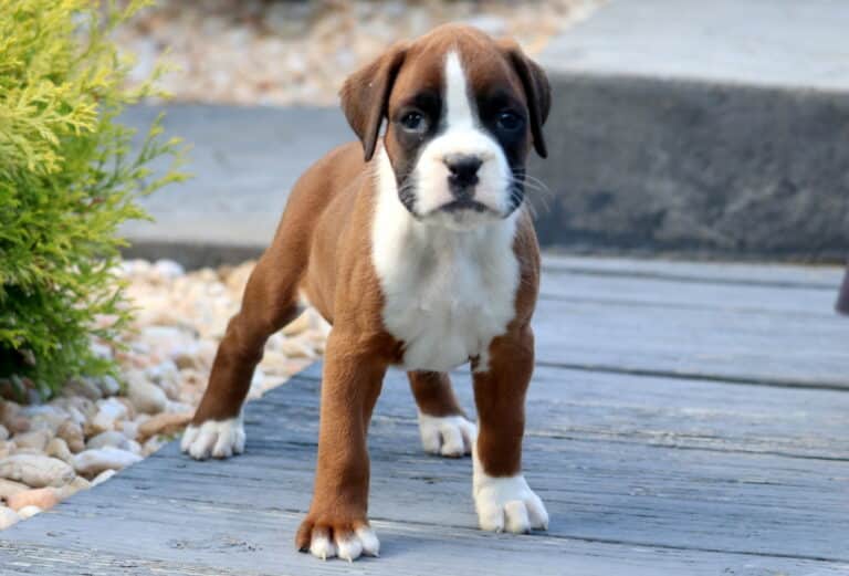 Princess | Boxer Puppy For Sale | Keystone Puppies