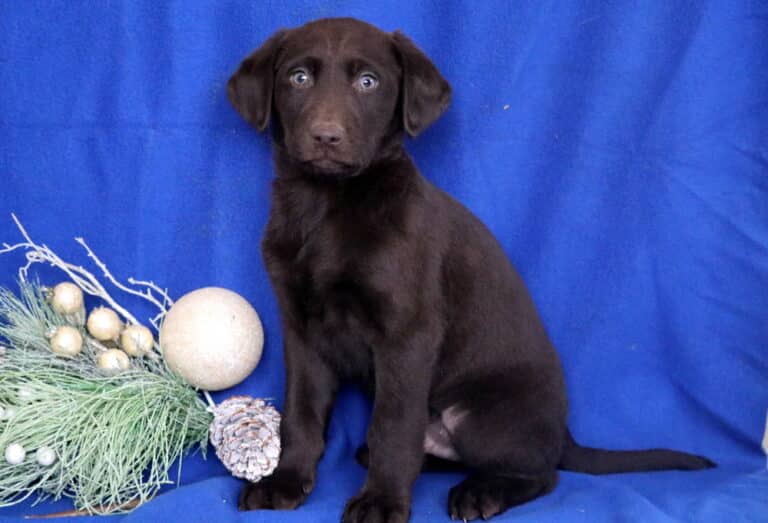 DJ | Chocolate Lab, Labrador Retriever Puppy For Sale | Keystone Puppies