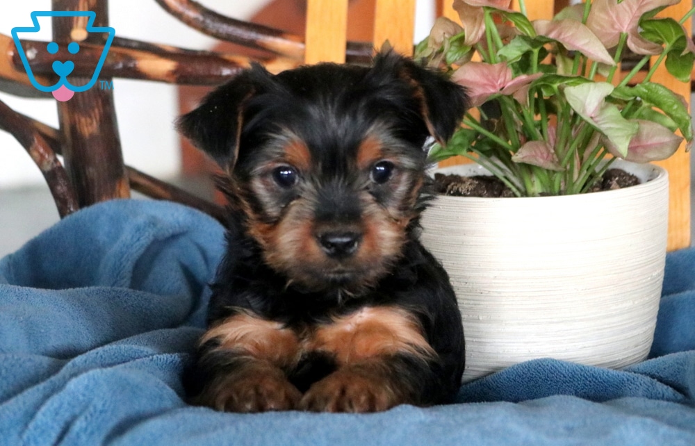Duke | Yorkie Puppy For Sale | Keystone Puppies