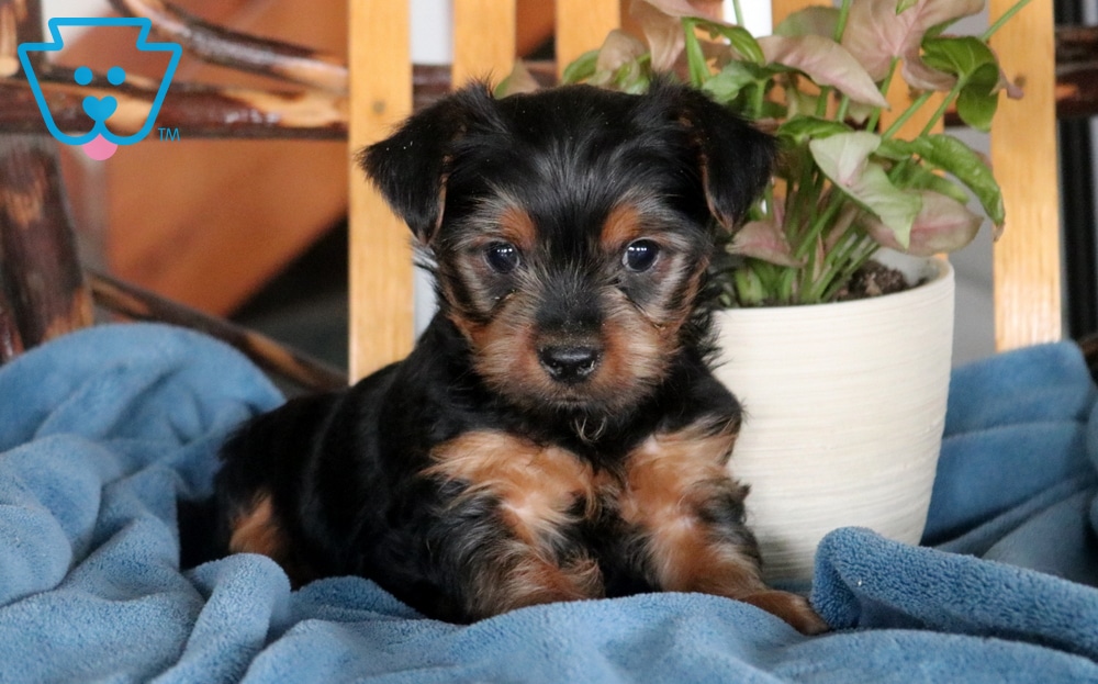 Duke | Yorkie Puppy For Sale | Keystone Puppies