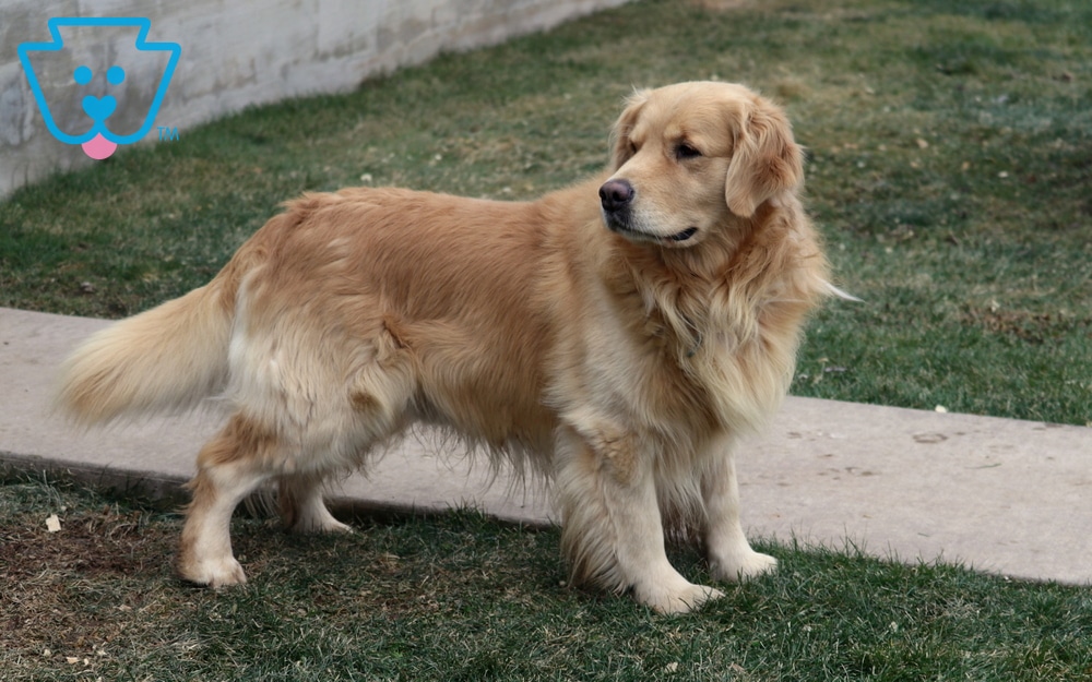 Ben | Border Collie Mix, Golden Retriever Mix Puppy For Sale | Keystone ...