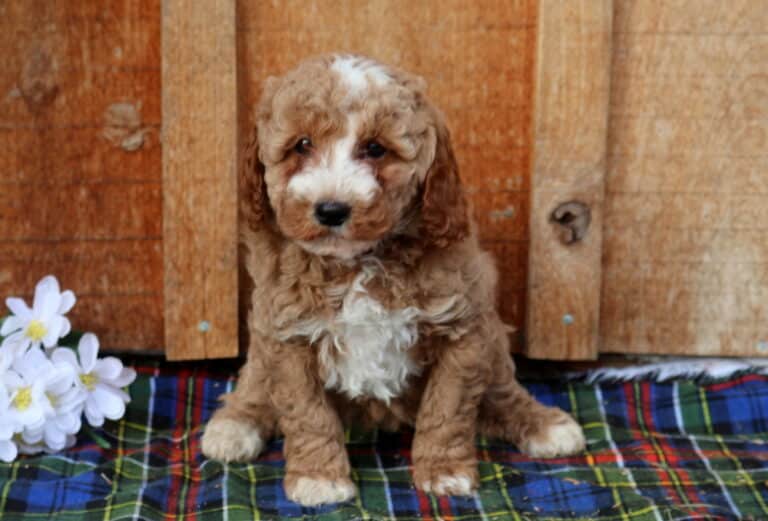 Kelly | Mini Poodles Puppy For Sale | Keystone Puppies
