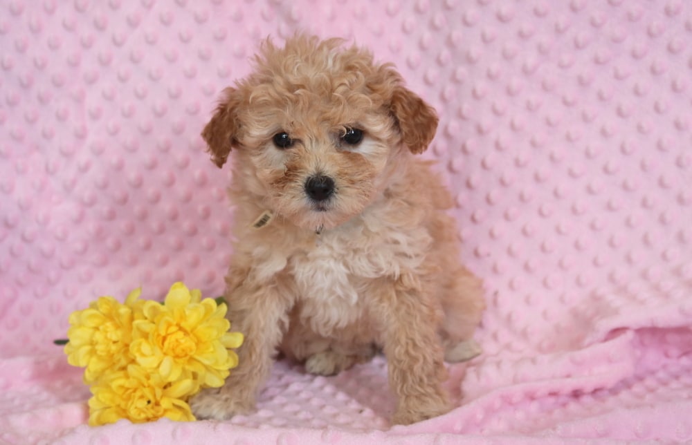 Rain | Maltipoo Puppy For Sale | Keystone Puppies