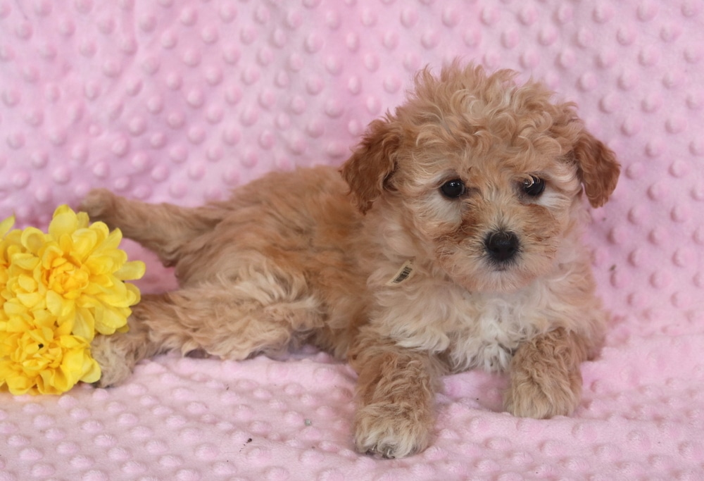 Rain | Maltipoo Puppy For Sale | Keystone Puppies