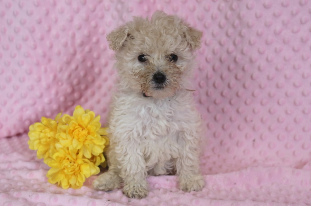 Reese | Maltipoo Puppy For Sale | Keystone Puppies