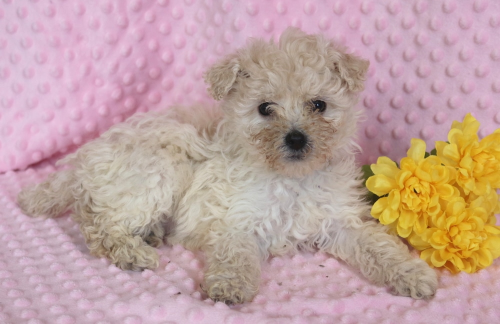 Reese | Maltipoo Puppy For Sale | Keystone Puppies
