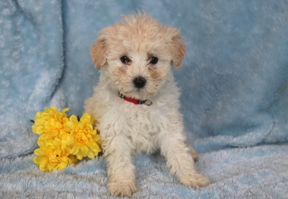 Rex | Maltipoo Puppy For Sale | Keystone Puppies