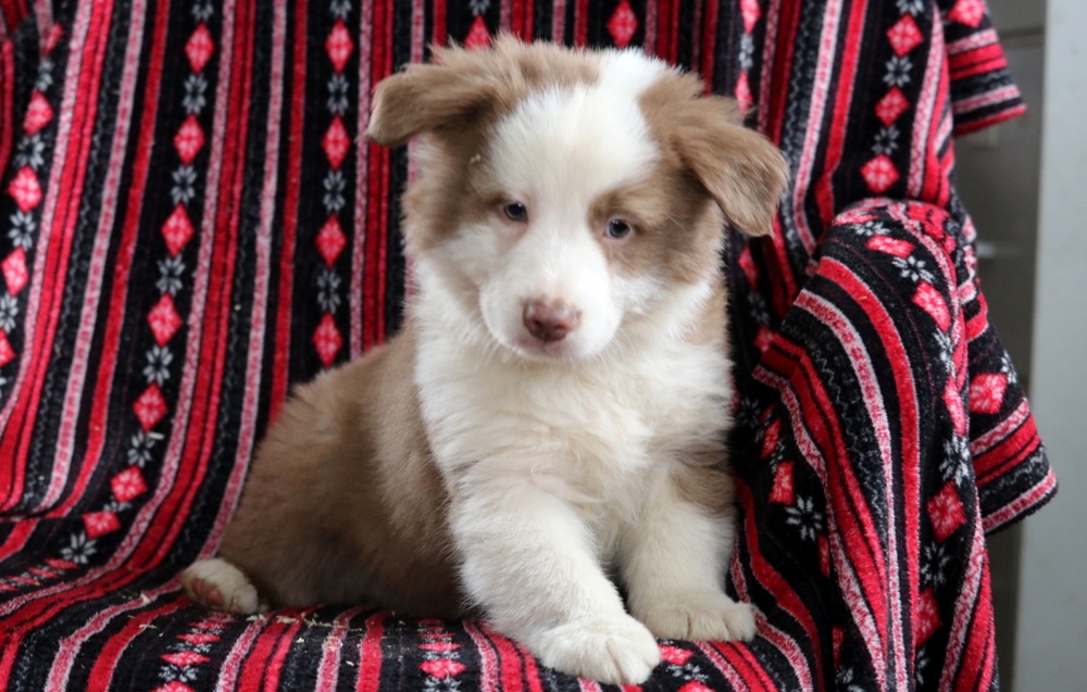 Rodger | Australian Shepherd Puppy For Sale | Keystone Puppies