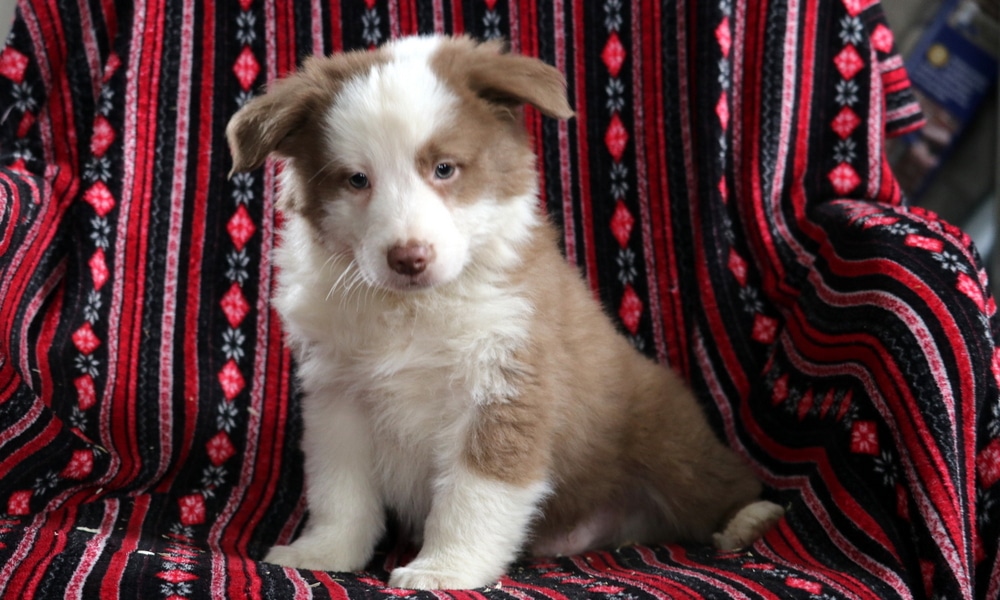 Rodger | Australian Shepherd Puppy For Sale | Keystone Puppies
