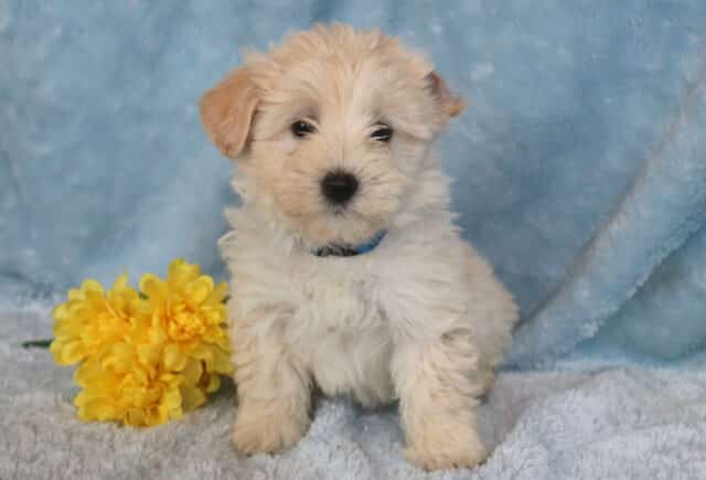 Rolo | Maltipoo Puppy For Sale | Keystone Puppies