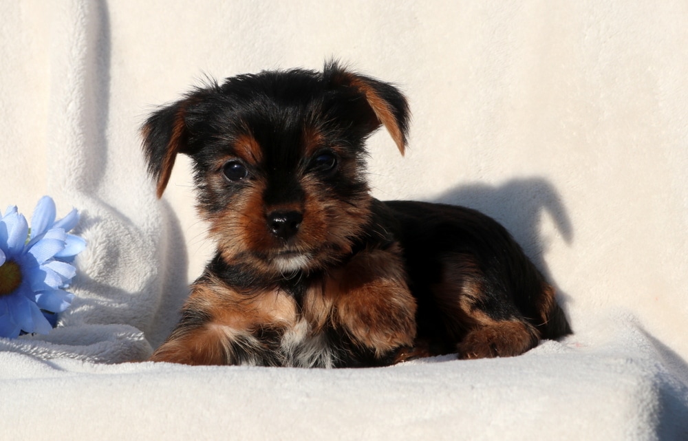 Stanley | Yorkie Puppy For Sale | Keystone Puppies