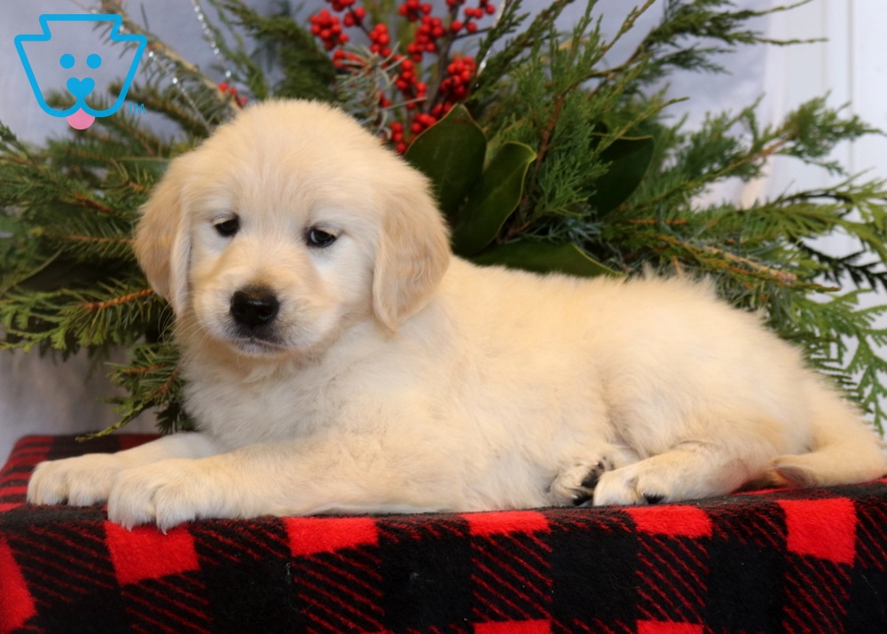 Star | Golden Retriever Puppy For Sale | Keystone Puppies