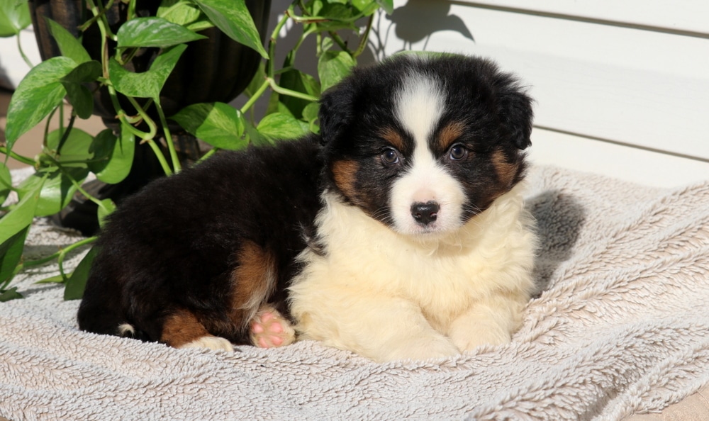 Sunshine | Mini Australian Shepherd Puppy For Sale | Keystone Puppies