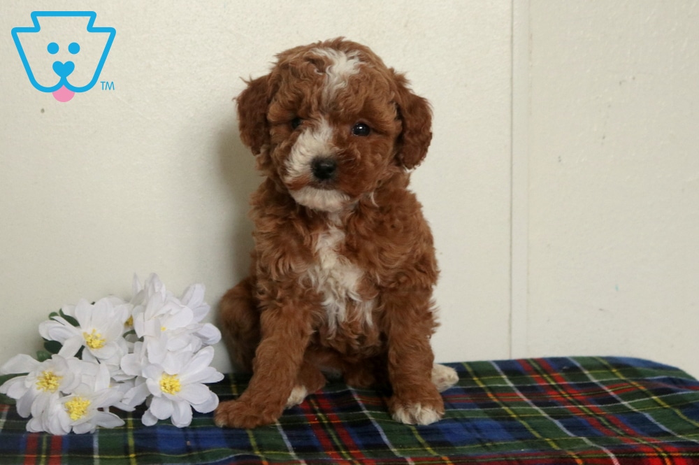 Taffy | Mini Poodles Puppy For Sale | Keystone Puppies