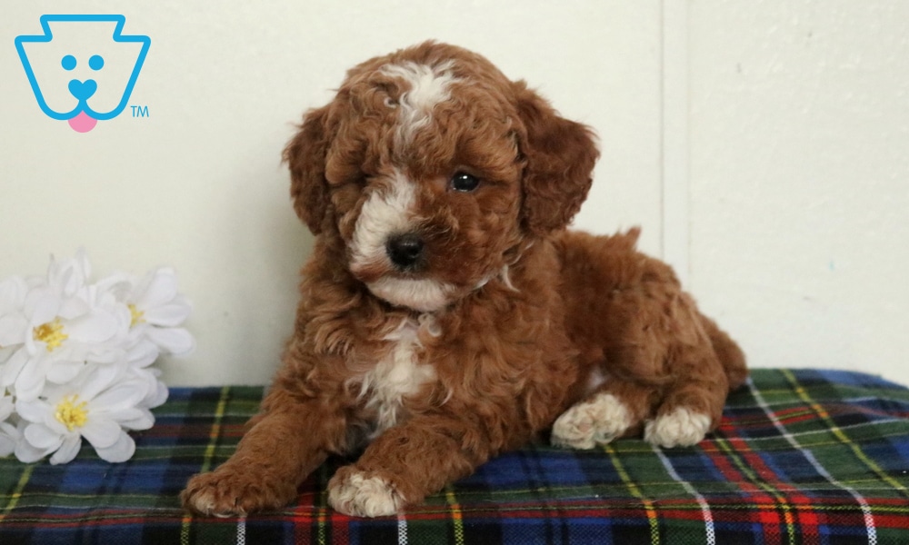 Taffy | Mini Poodles Puppy For Sale | Keystone Puppies