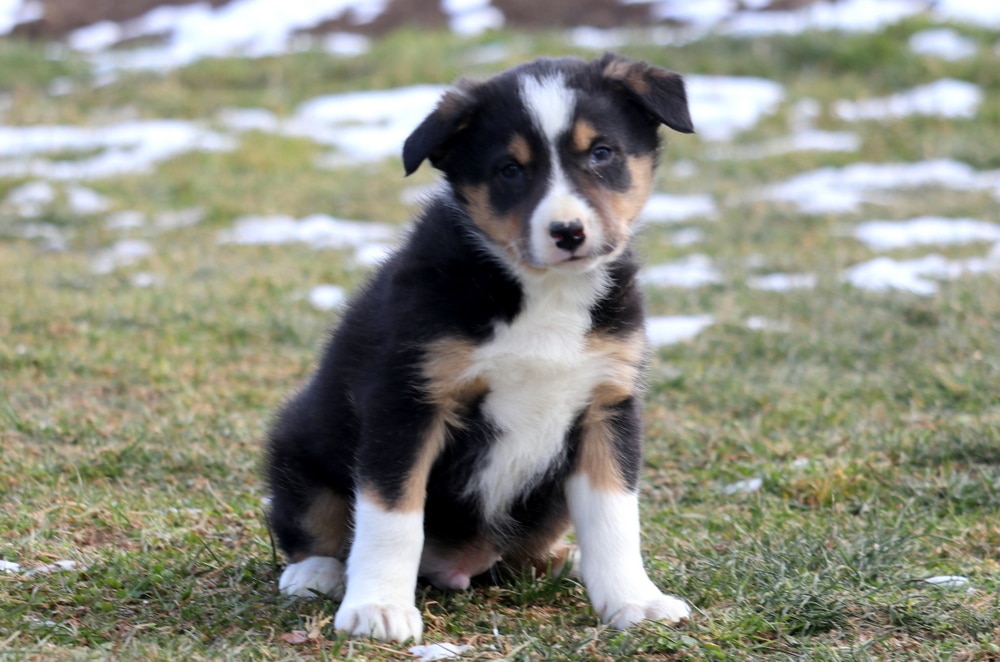 Tike | Border Collie Puppy For Sale | Keystone Puppies