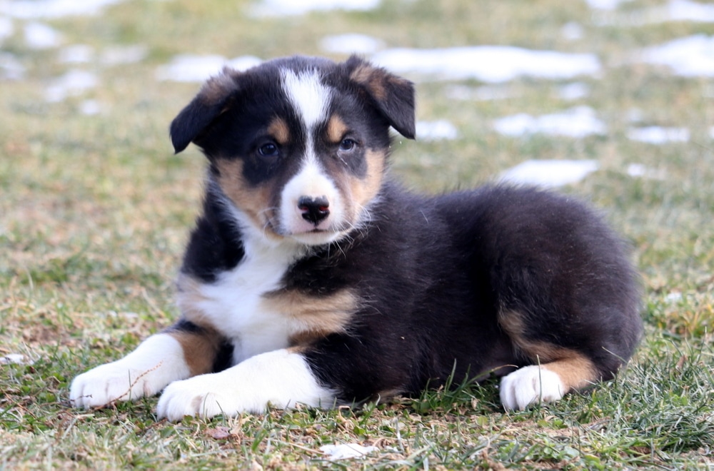 Tike | Border Collie Puppy For Sale | Keystone Puppies