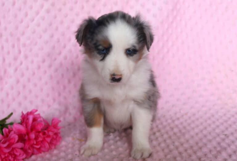 Milly | Mini Australian Shepherd Puppy For Sale | Keystone Puppies