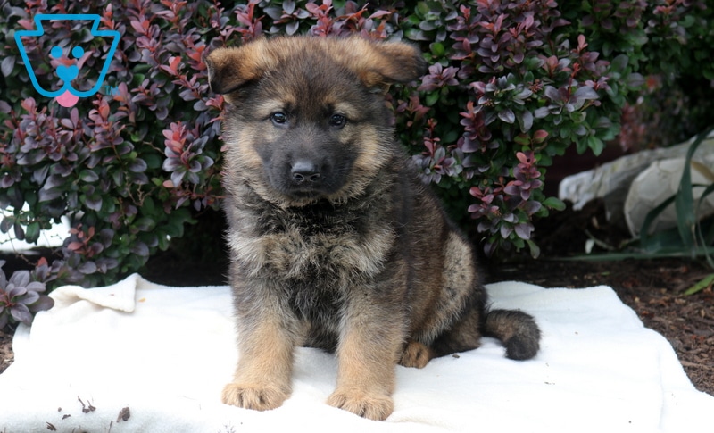 Turbo | German Shepherd Puppy For Sale | Keystone Puppies