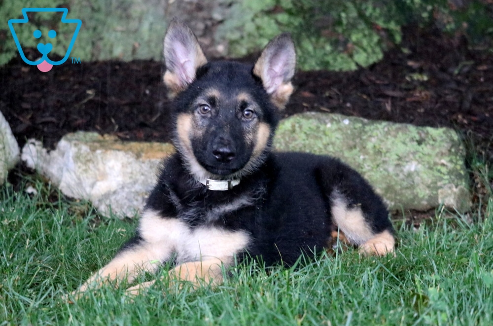 Stormy | German Shepherd Puppy For Sale | Keystone Puppies
